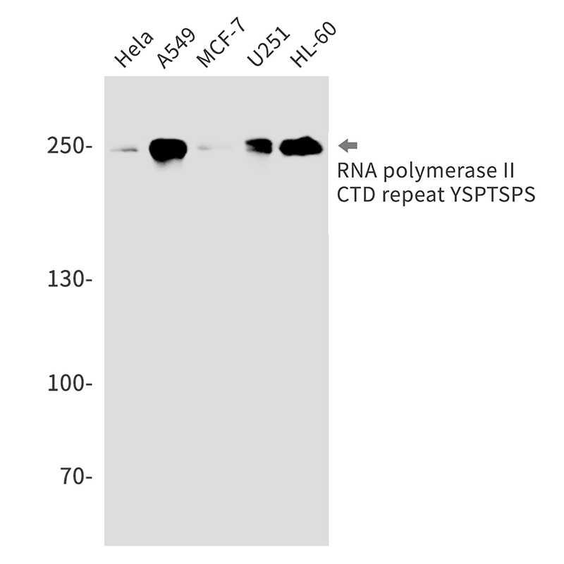 RNA polymerase II CTD repeat YSPTSPS单克隆抗体(DGR16630) | 高特异性&高亲和力 | 戴格生物 ...
